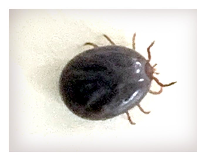 The Five Most Common Summertime Ticks – TickEncounter