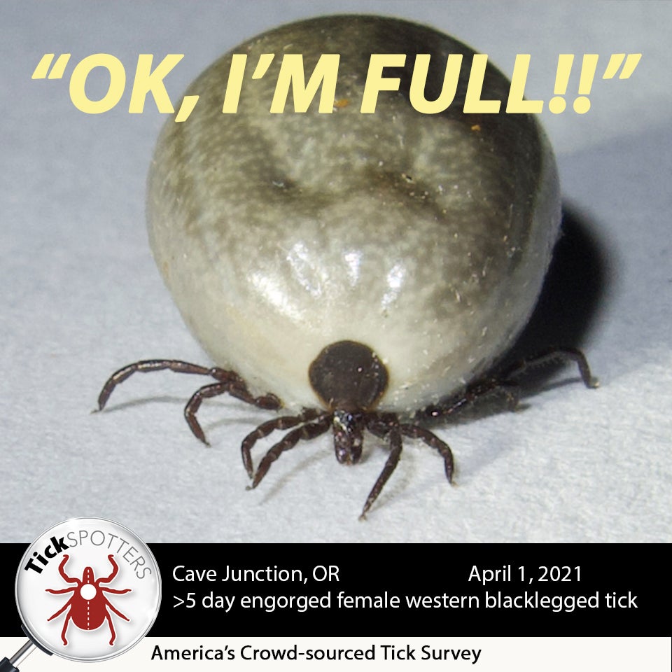 Western-Blacklegged Tick – TickEncounter