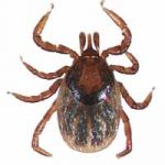 Western-Blacklegged Tick – TickEncounter