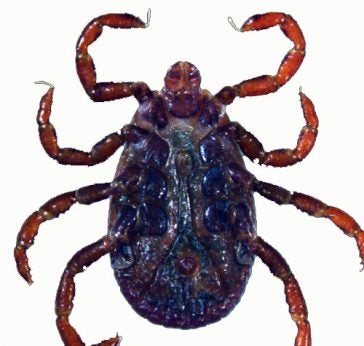 Rocky Mountain Wood Tick – TickEncounter