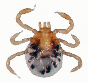 Rocky Mountain Wood Tick – TickEncounter