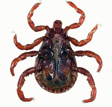 Rocky Mountain Wood Tick – TickEncounter