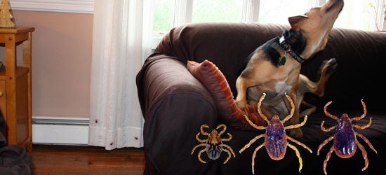 Ticks are crawling up my walls. Help!! – TickEncounter