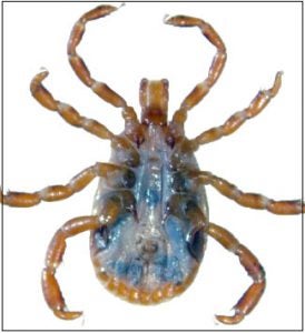 Gulf Coast Tick – TickEncounter