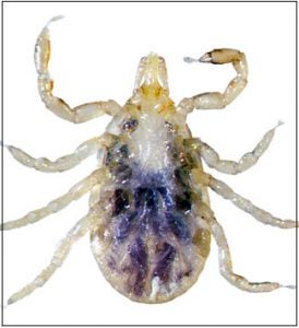 Gulf Coast Tick – TickEncounter