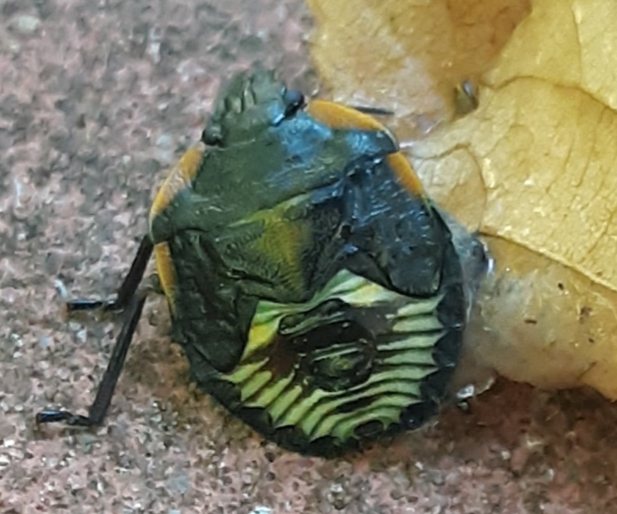 Bugs that look like ticks – TickEncounter