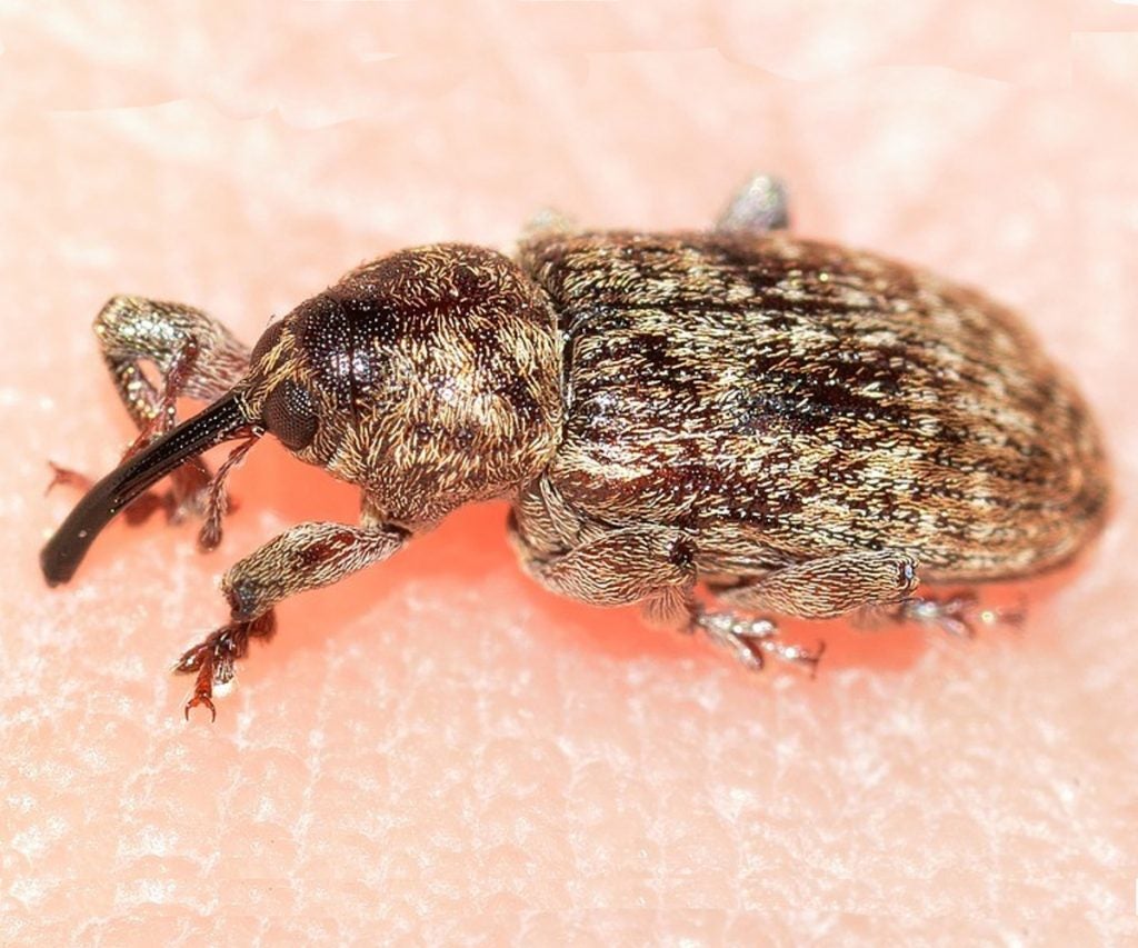 Bugs that look like ticks – TickEncounter