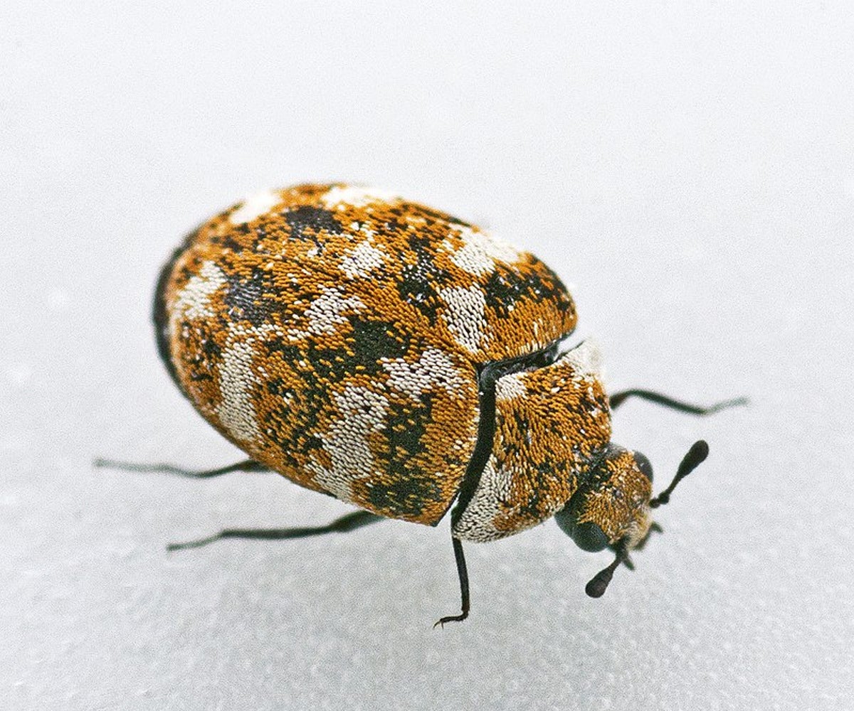 Bugs that look like ticks – TickEncounter
