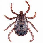 Pacific Coast Tick – TickEncounter