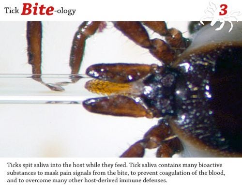 Tick Bite-ology – TickEncounter