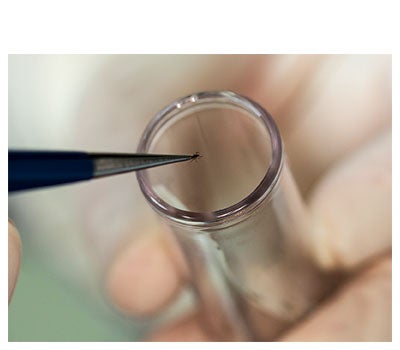 Take a clear photo of your tick – TickEncounter