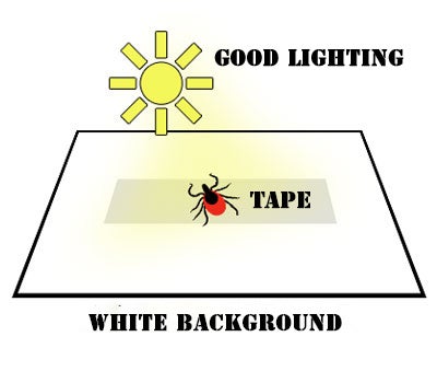Take a clear photo of your tick – TickEncounter