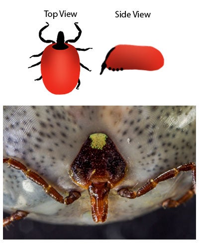 Take a clear photo of your tick – TickEncounter