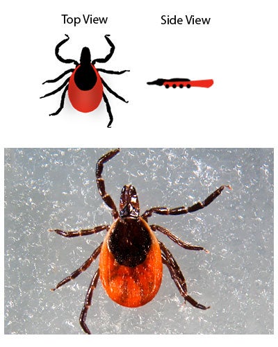 Take a clear photo of your tick – TickEncounter