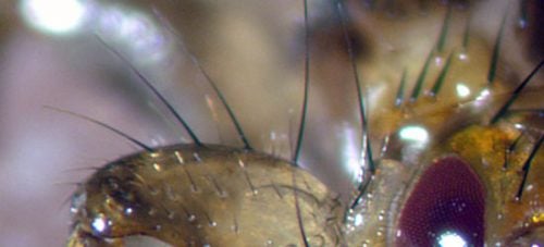 A Tick With Wings? – TickEncounter