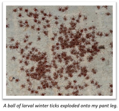 MOOSE TICKS BUT NO MOOSE! – TickEncounter