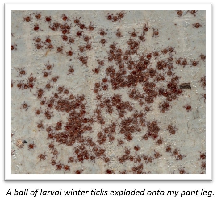 MOOSE TICKS BUT NO MOOSE! – TickEncounter