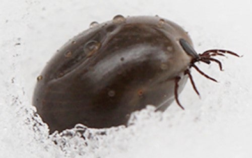 Do Dogs Get Ticks In Winter