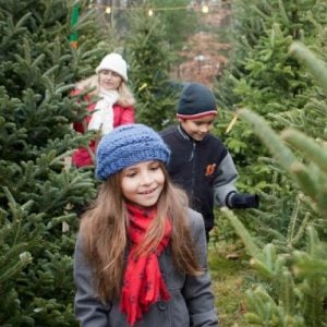 Do You Have Christmas Tree “TICKS”? – TickEncounter