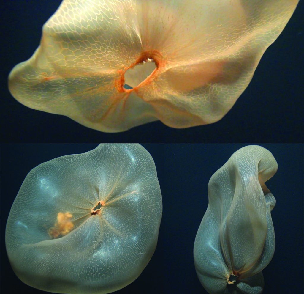 Undersea Robotics and Imaging Laboratory (URIL) – Brennan Phillips ...