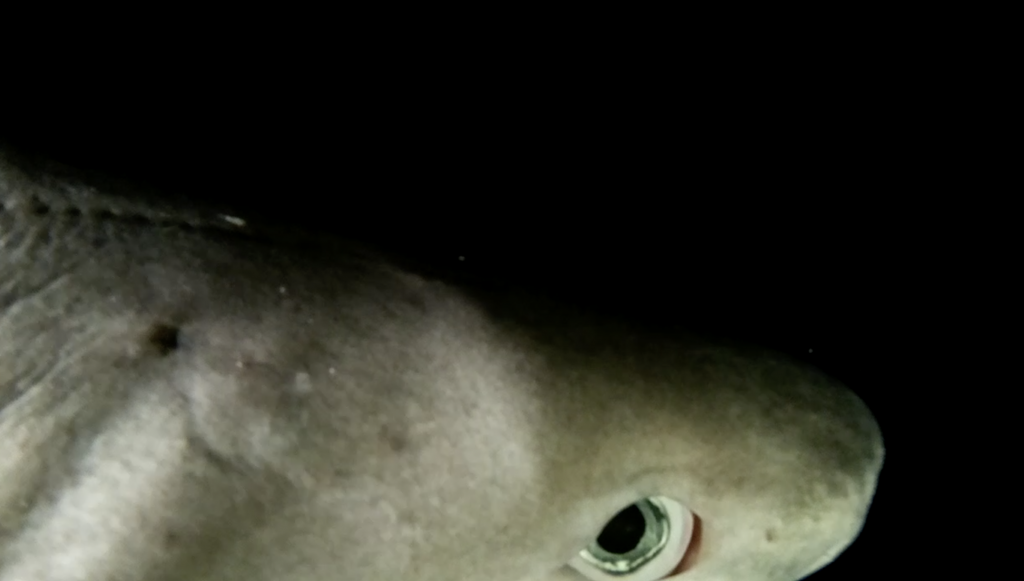 Undersea Robotics and Imaging Laboratory (URIL) – Brennan Phillips ...