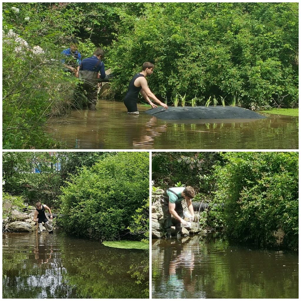 Floating Wetland to Remediate Water Pollution, The Island Foundation ...