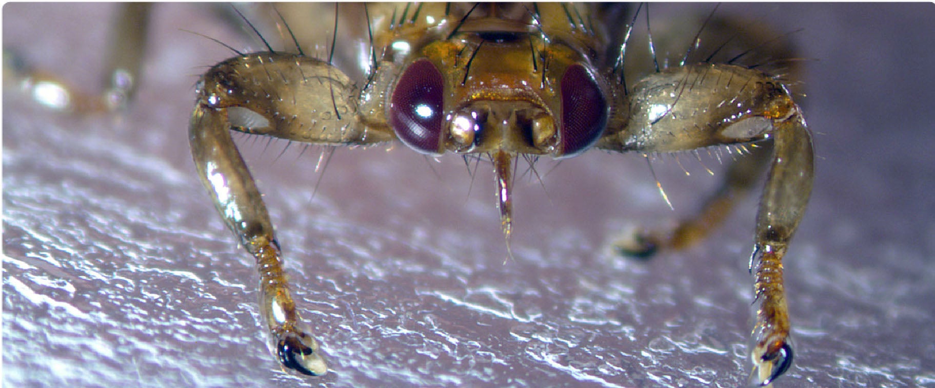 A Tick With Wings? – TickEncounter