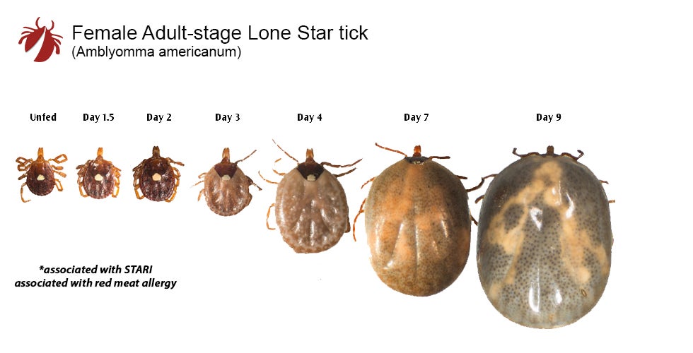 Tick Growth Comparison Charts TickEncounter