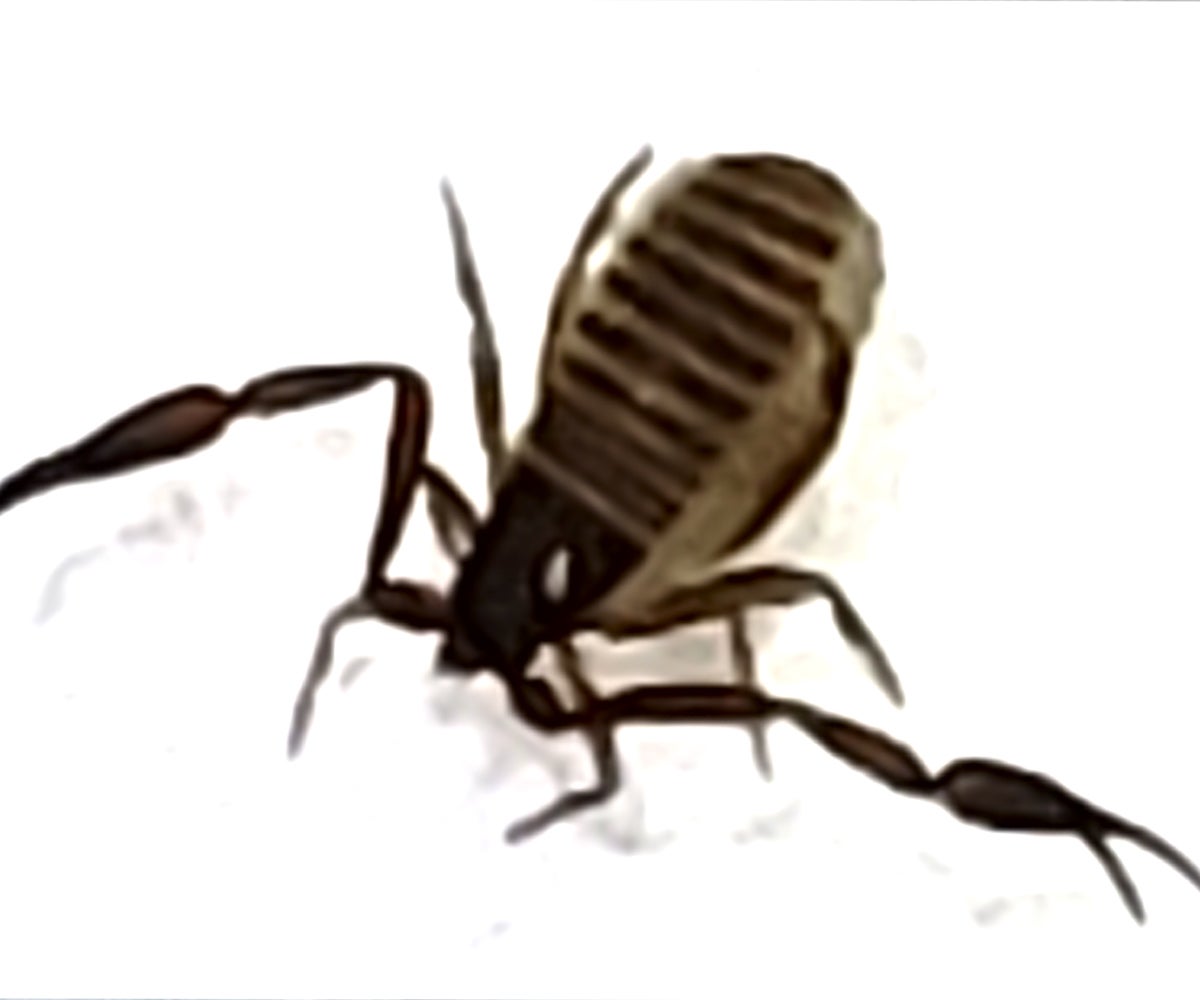 Bugs that look like ticks – TickEncounter