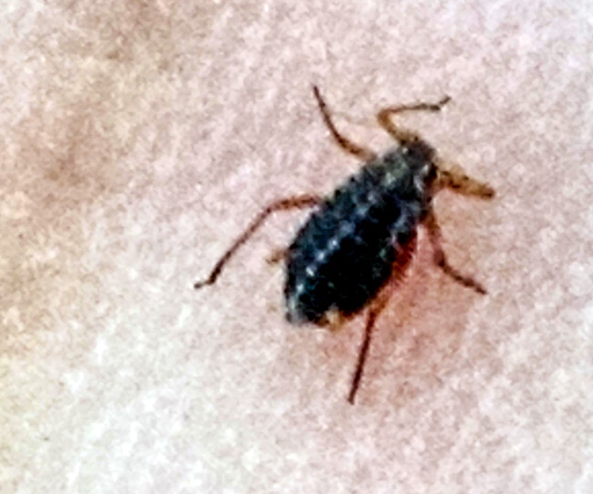 Bugs that look like ticks – TickEncounter