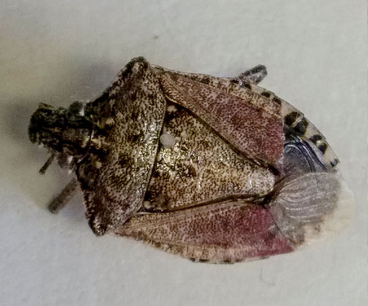 Bugs that look like ticks – TickEncounter