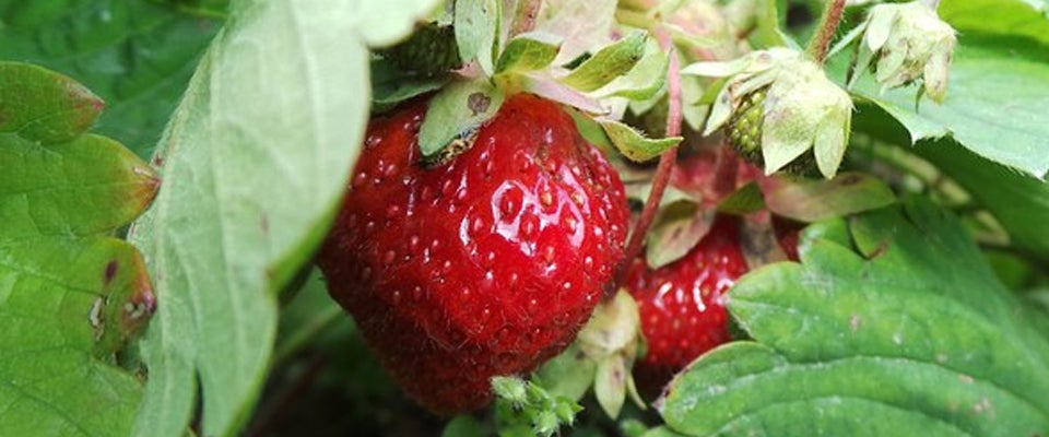 Fruit and Vegetable Production – Cooperative Extension