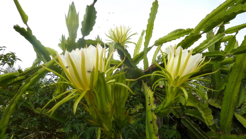 Dragon Fruit – Heber W. Youngken Jr. Medicinal Garden