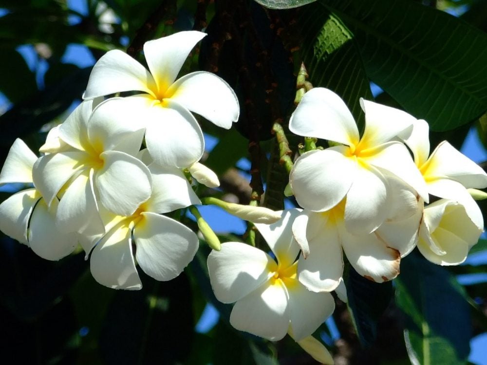 Frangipani – Heber W. Youngken Jr. Medicinal Garden